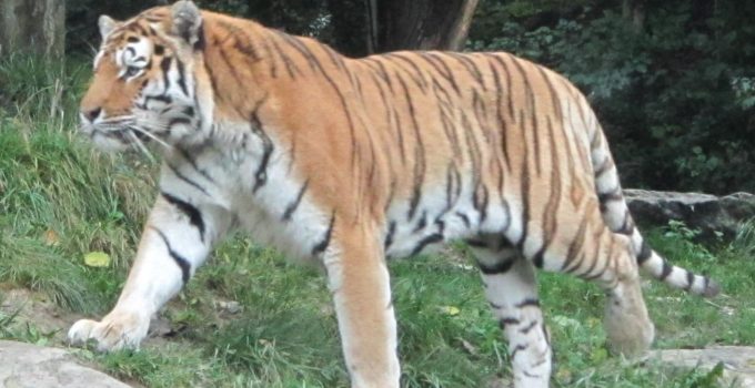 Your Guide to Nature and Wildlife Travel