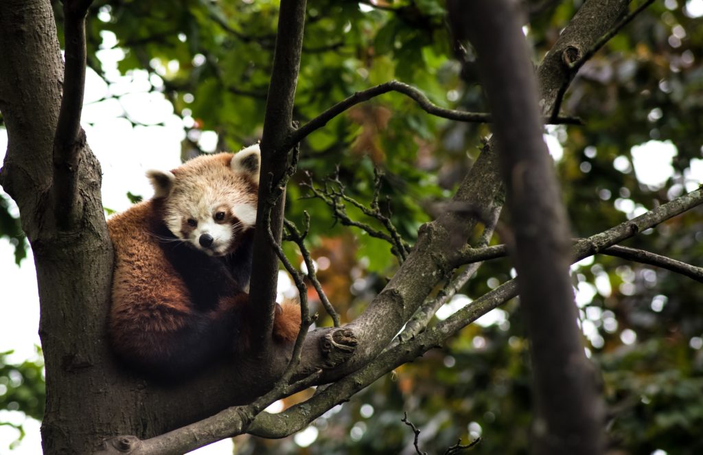 6 Best National Parks to Find Red Pandas in India | WildlifeZones