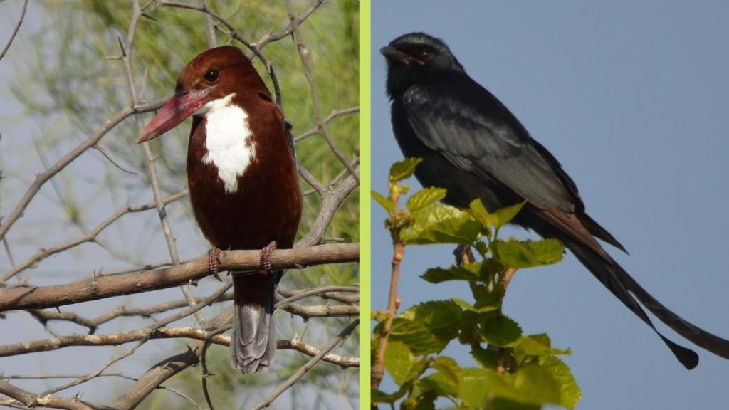 Kanha National Park - Treasures of Wildlife | WildlifeZones