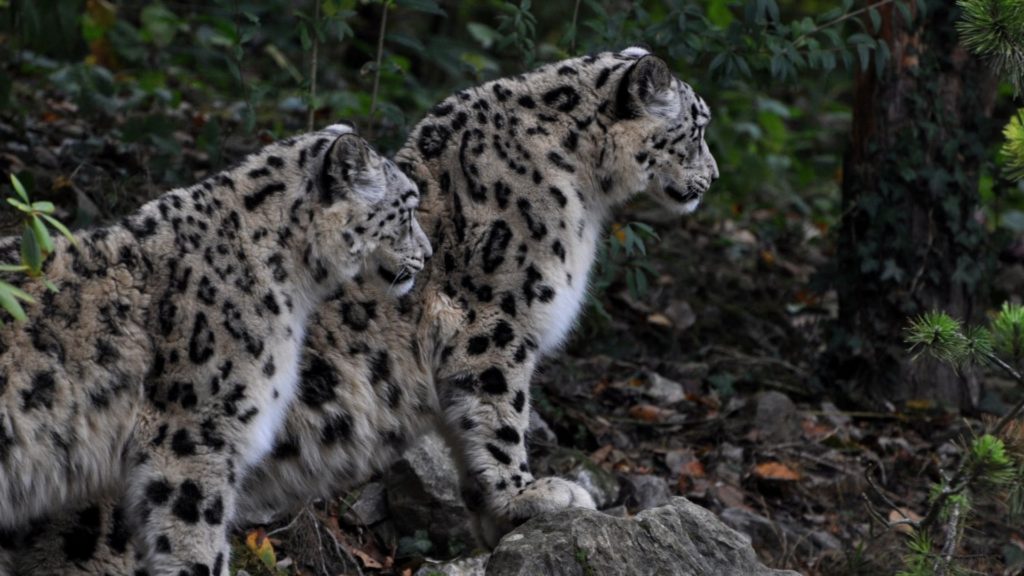 10 Best National Parks to Spot Snow Leopards in India | WildlifeZones