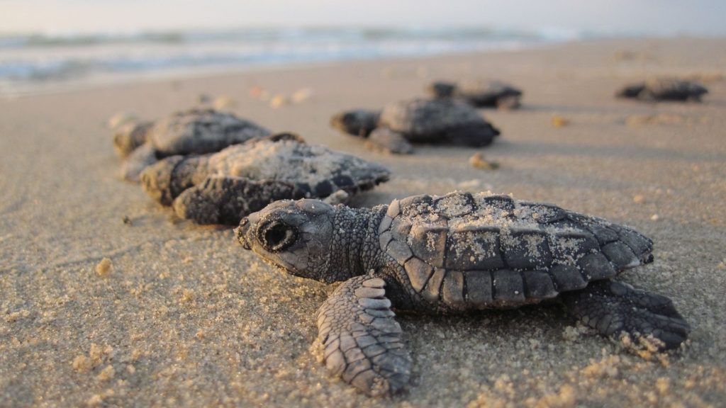 10 Best Wildlife Sanctuaries in India | Bucket List for 2026