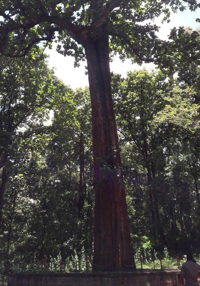 Parambikulam Tiger Reserve - A Gem of Western Ghats