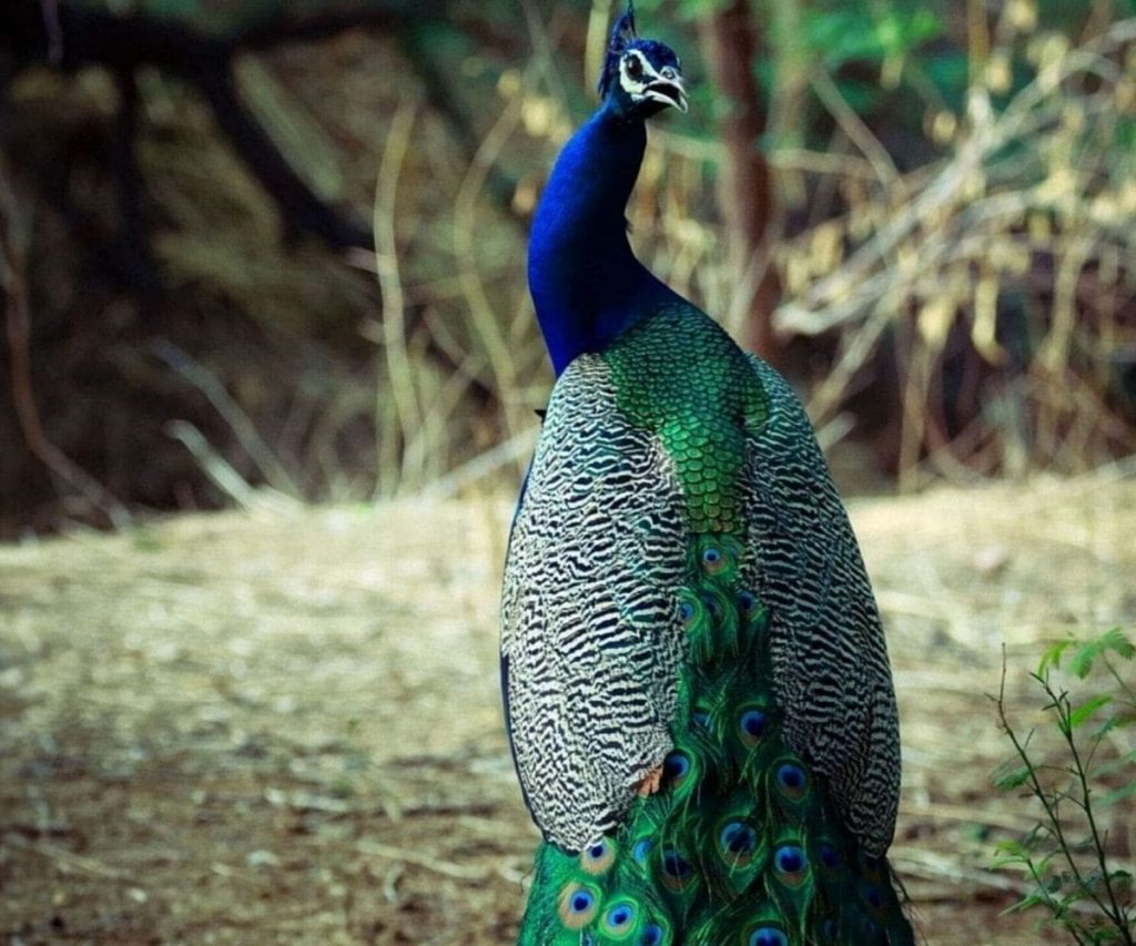 10 Best Places To Find Wild Peacocks in India | WildlifeZones