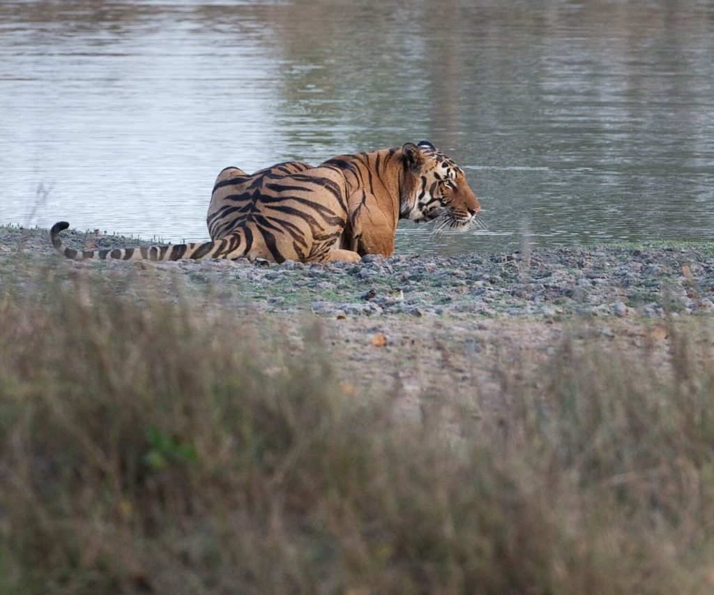 Tigers in India - 12 Best Places To Sight Them | WildlifeZones