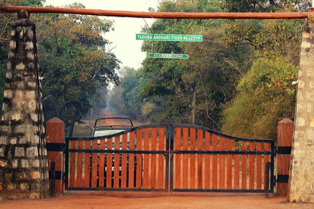 Tadoba Andhari Tiger Reserve - 5 Best Things To Do | WildlifeZones