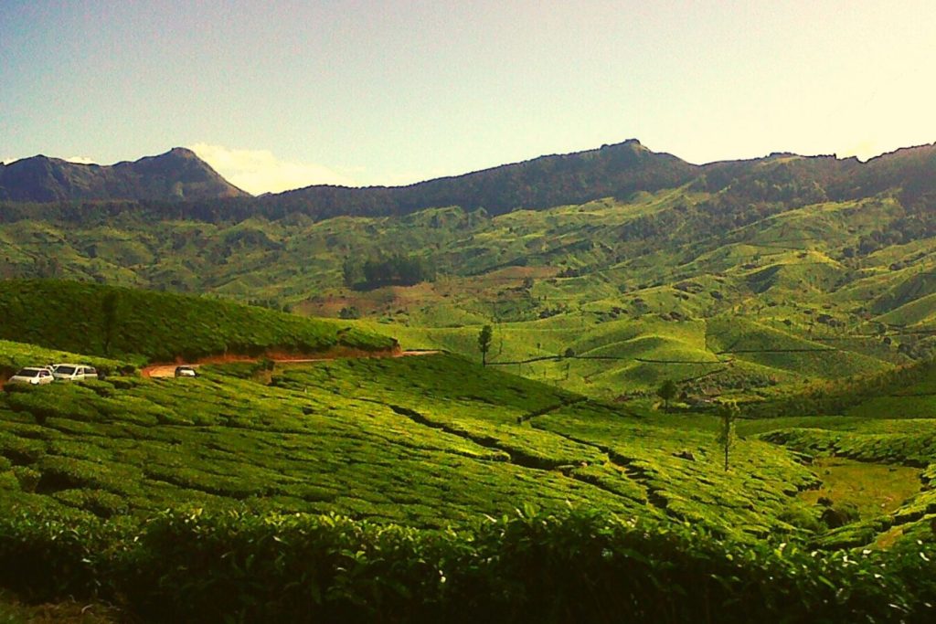 12 Best Tourist Places in Munnar - 2 Day Itinerary | WildlifeZones