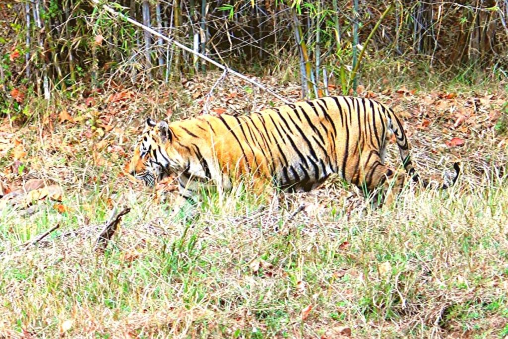 Tadoba Andhari Tiger Reserve - 5 Best Things To Do | WildlifeZones
