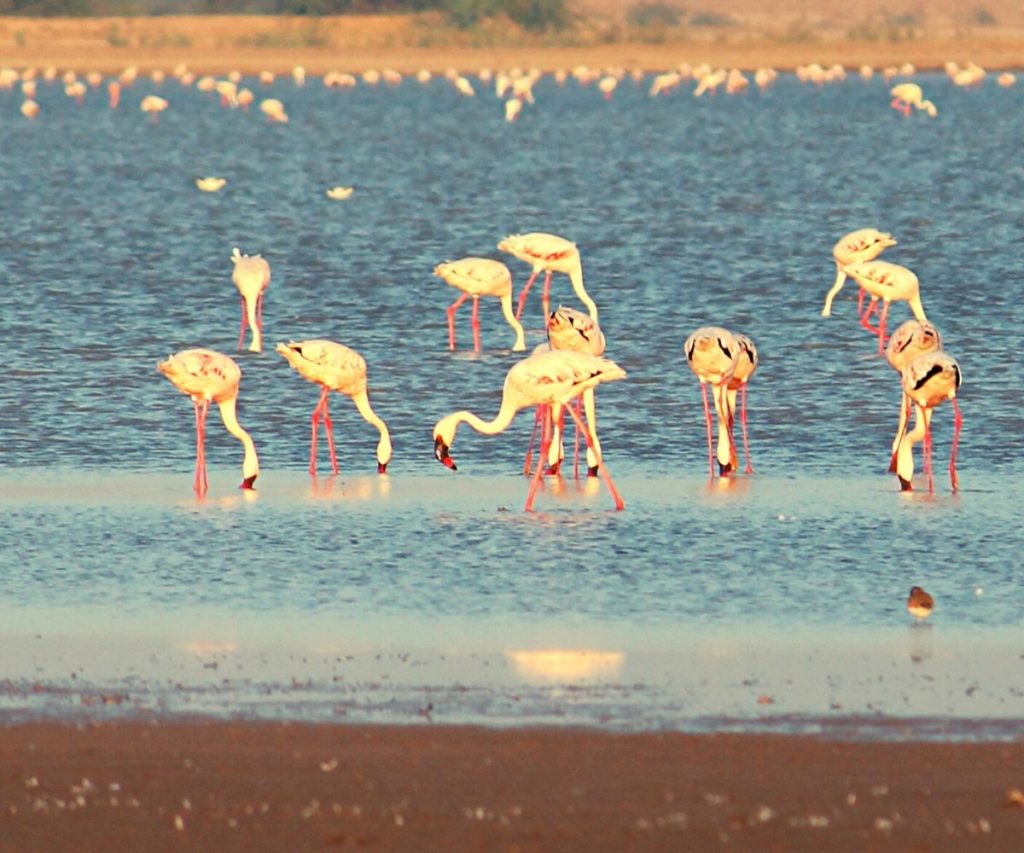 15 Most Beautiful Birds in India for Birdwatchers | WildlifeZones