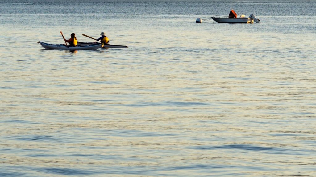 Pulicat Lake Bird Sanctuary - A Birder's Paradise | WildlifeZones
