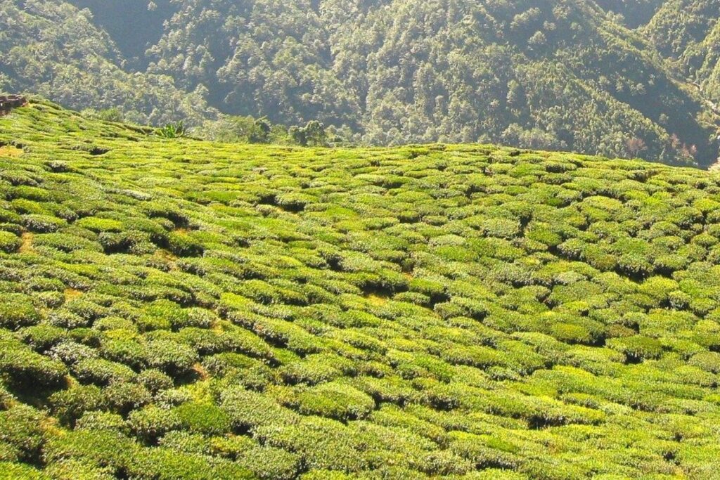 Top 10 Tourist Places in Darjeeling You Must Visit | WildlifeZones