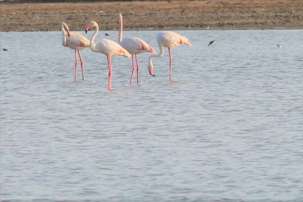 8 Most Beautiful Mangrove Forests in India You Have To Explore