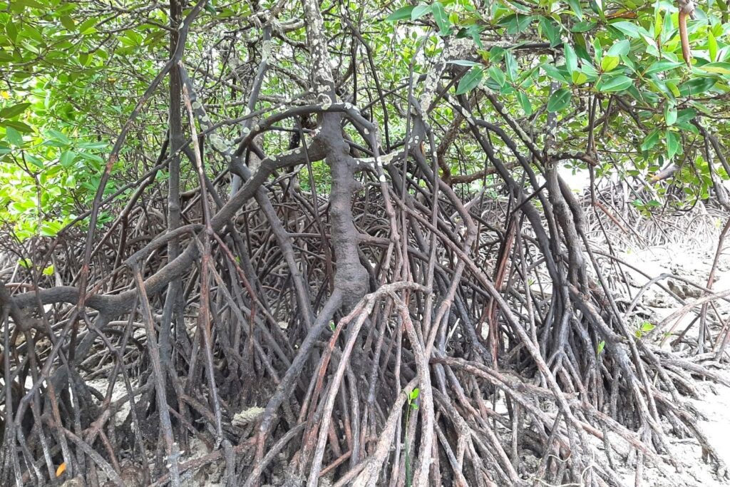 8 Most Beautiful Mangrove Forests in India You Have To Explore