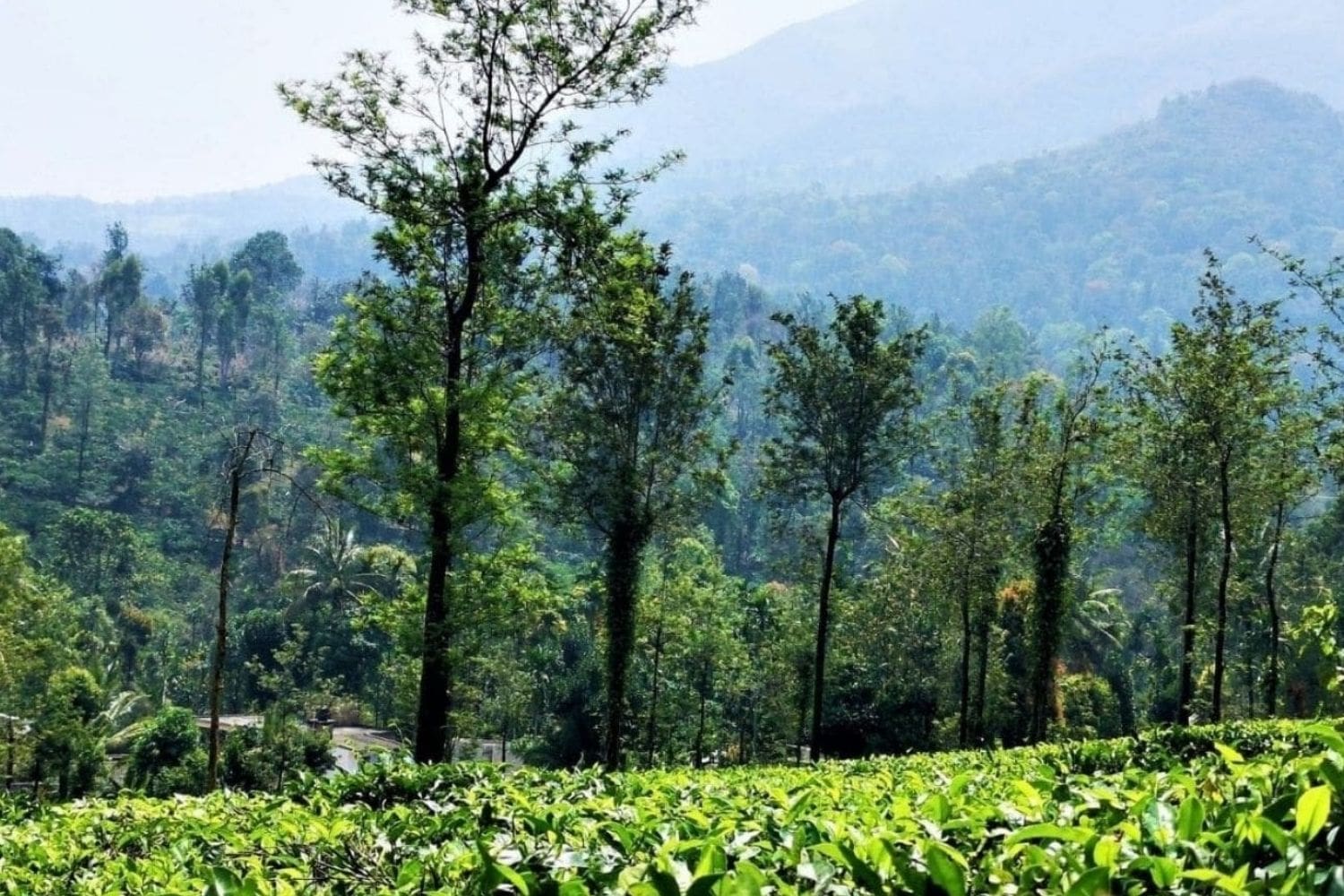 10 Best Forest Resorts in Wayanad | WildlifeZones