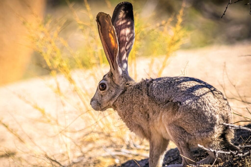 10 Unmissable Attractions in Joshua Tree National Park | WildlifeZones