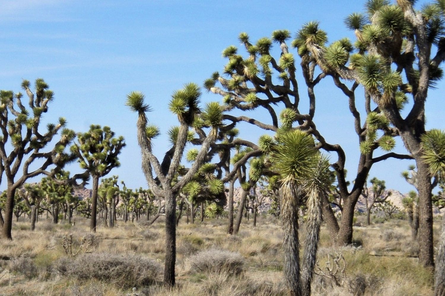 10 Unmissable Attractions in Joshua Tree National Park | WildlifeZones