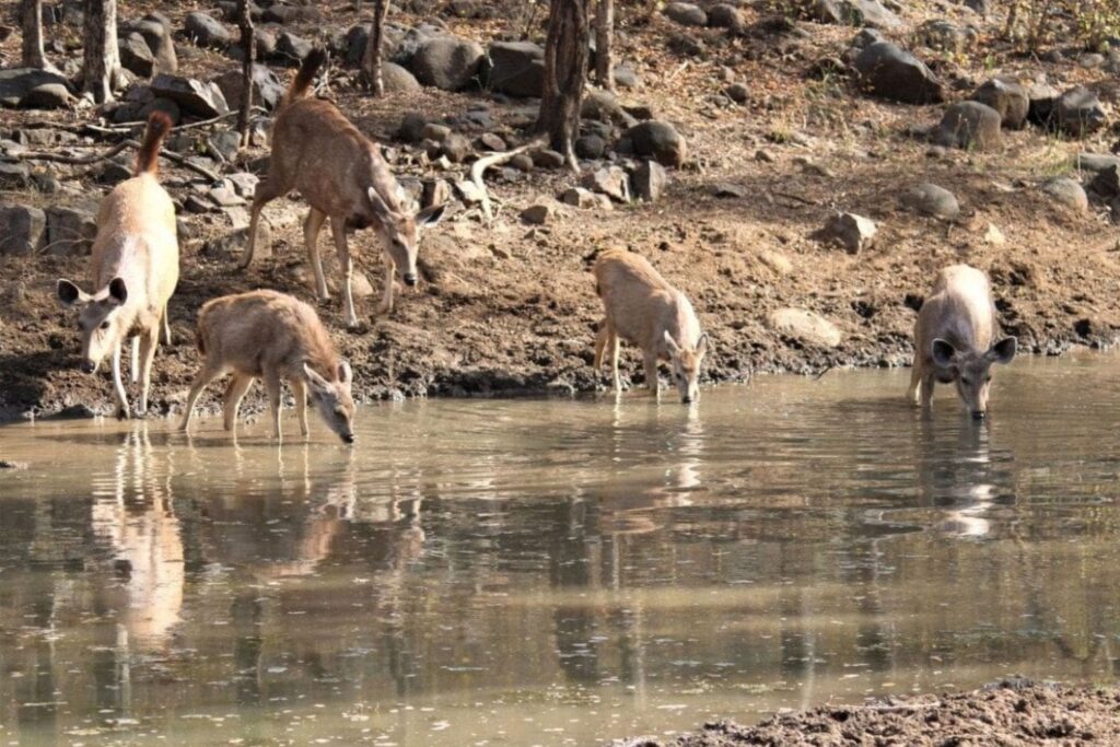 7 Best Things To Do in Ranthambore National Park | WildlifeZones