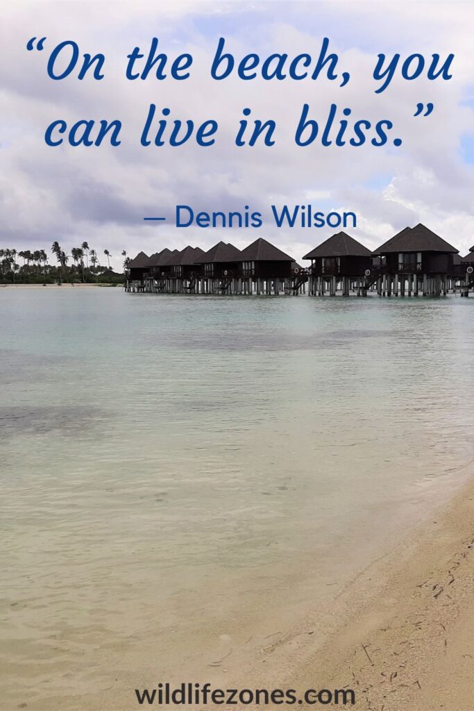135 Short Beach Quotes For Those Who Love The Sea 135 Short Beach Quotes For Those Who Love The Sea