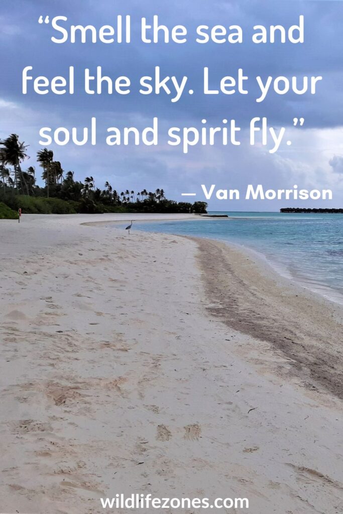 135 Short Beach Quotes For Those Who Love The Sea