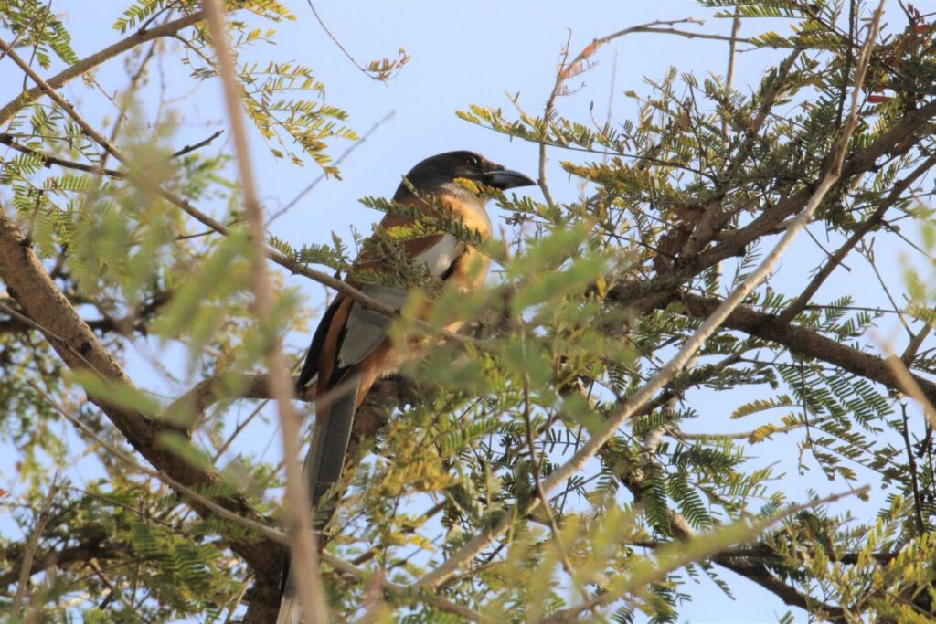 12 Most Fascinating Birds of Ranthambore National Park