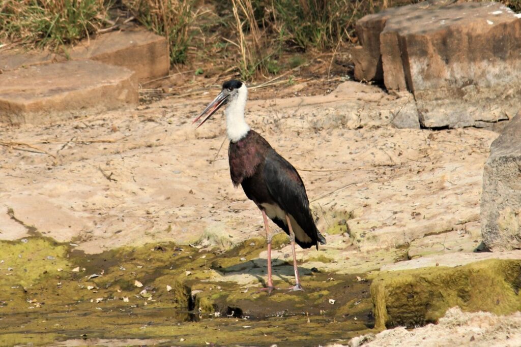 12 Most Fascinating Birds of Ranthambore National Park