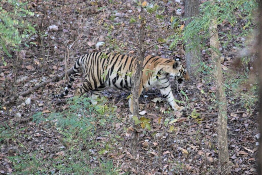 Pench Tiger Reserve – A Complete Guide | WildlifeZones