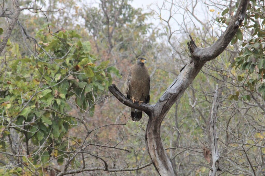 Pench Tiger Reserve – A Complete Guide | WildlifeZones