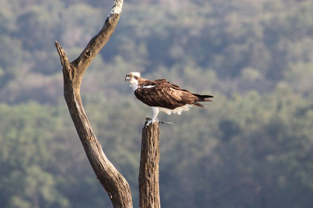 A Guide to Visiting Kabini, Biodiversity Hotspot of Karnataka