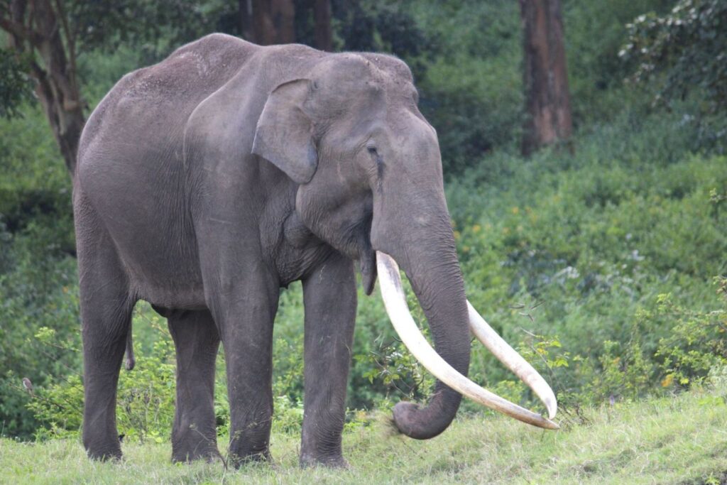 A Guide to Visiting Kabini, Biodiversity Hotspot of Karnataka