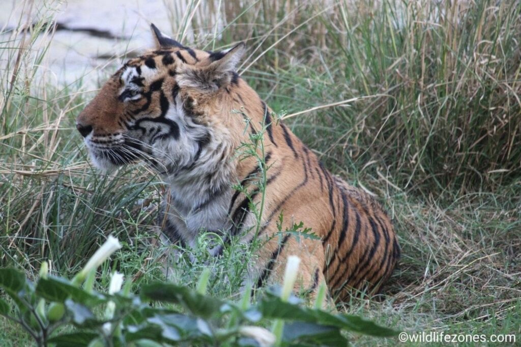 12 Interesting Facts About Tigers | WildlifeZones