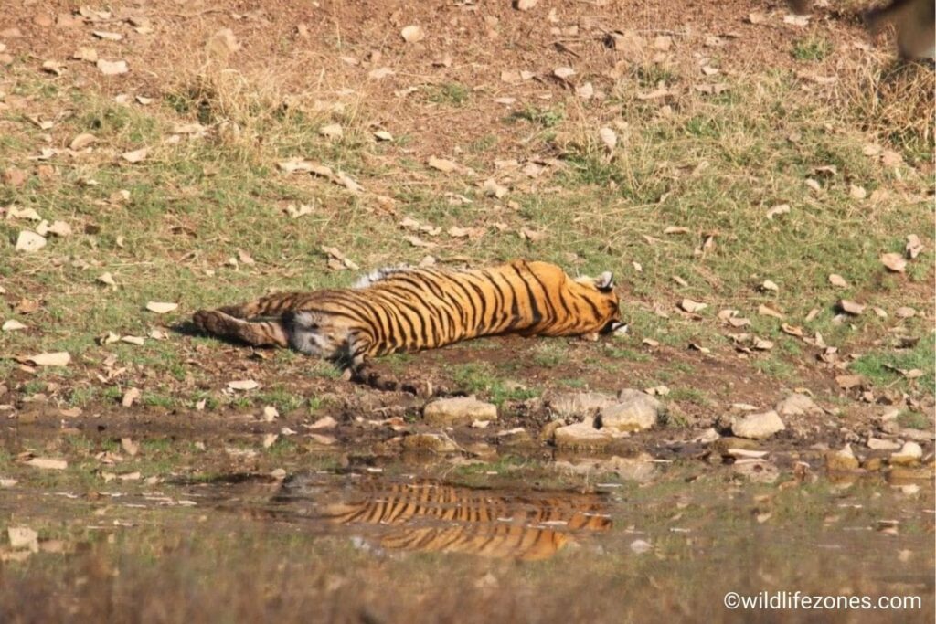 12 Interesting Facts About Tigers | WildlifeZones