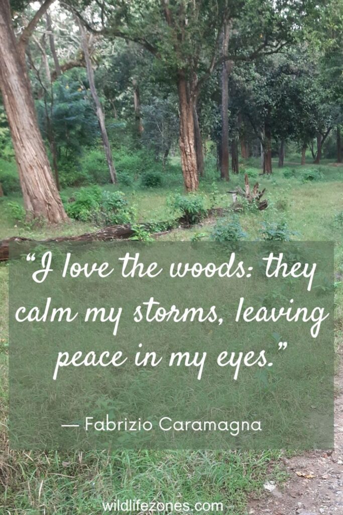85 Forest Quotes To Adore The Charm of The Woods
