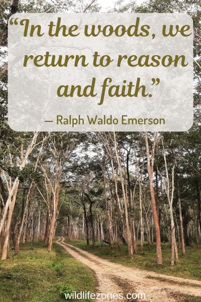 85 Forest Quotes To Adore The Charm of The Woods