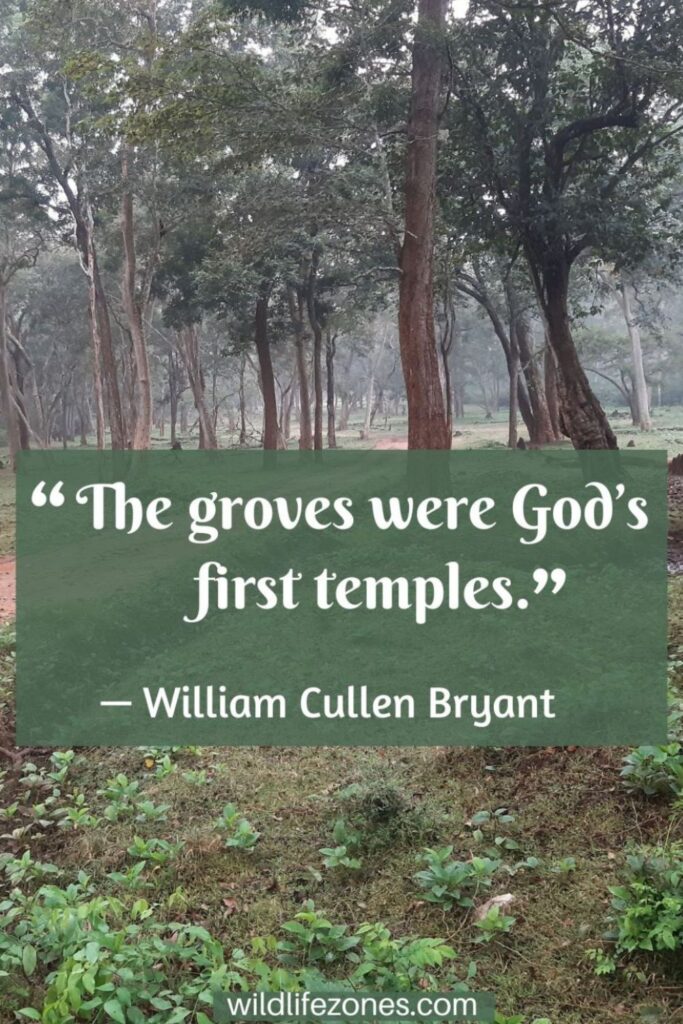 85 Forest Quotes To Adore The Charm of The Woods