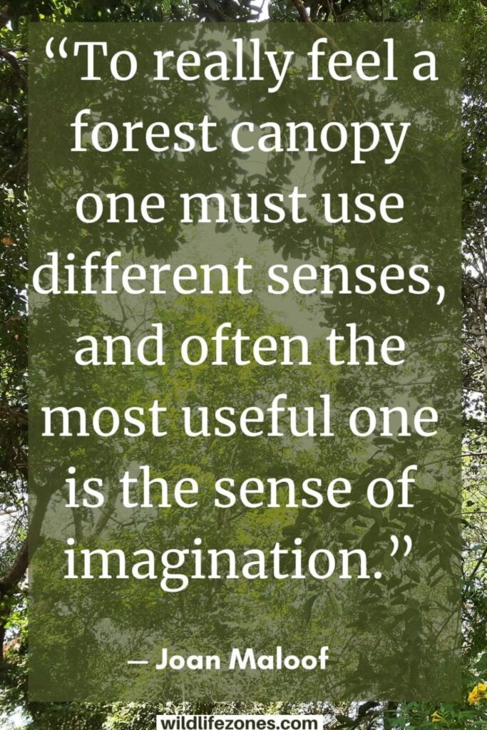 85 Forest Quotes To Adore The Charm of The Woods
