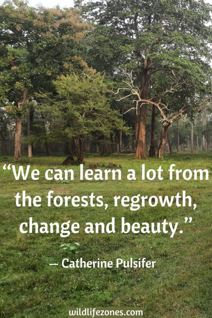 85 Forest Quotes To Adore The Charm of The Woods