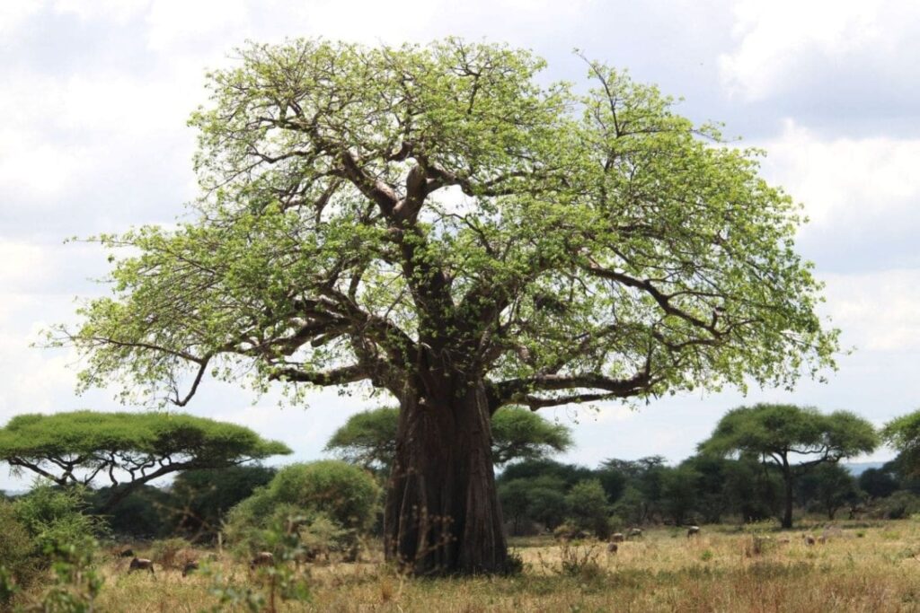 The Ultimate Guide To Tarangire National Park | WildlifeZones