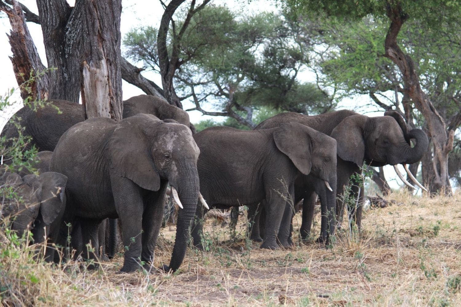 The Ultimate Guide To Tarangire National Park | WildlifeZones