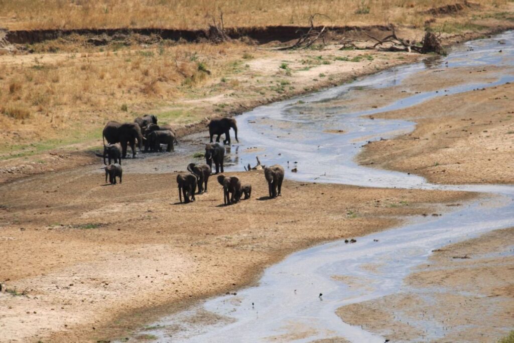 The Ultimate Guide To Tarangire National Park | WildlifeZones