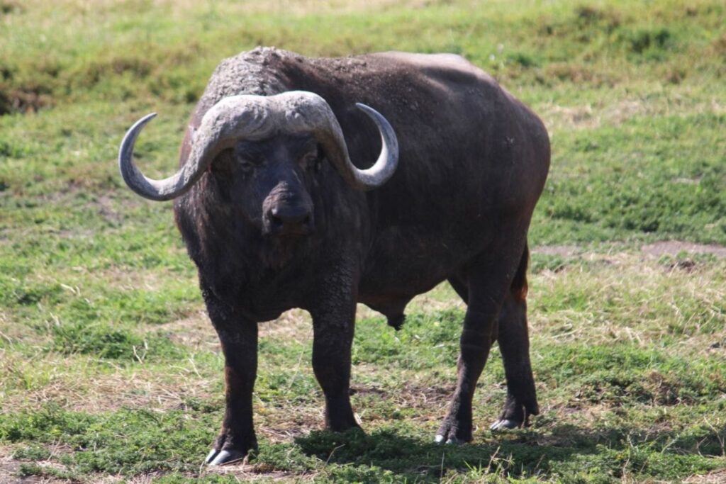 A Complete Guide To Visiting Ngorongoro Crater | WildlifeZones