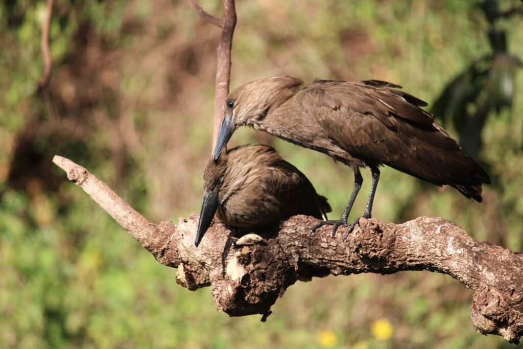 A Complete Guide To Visiting Ngorongoro Crater | WildlifeZones