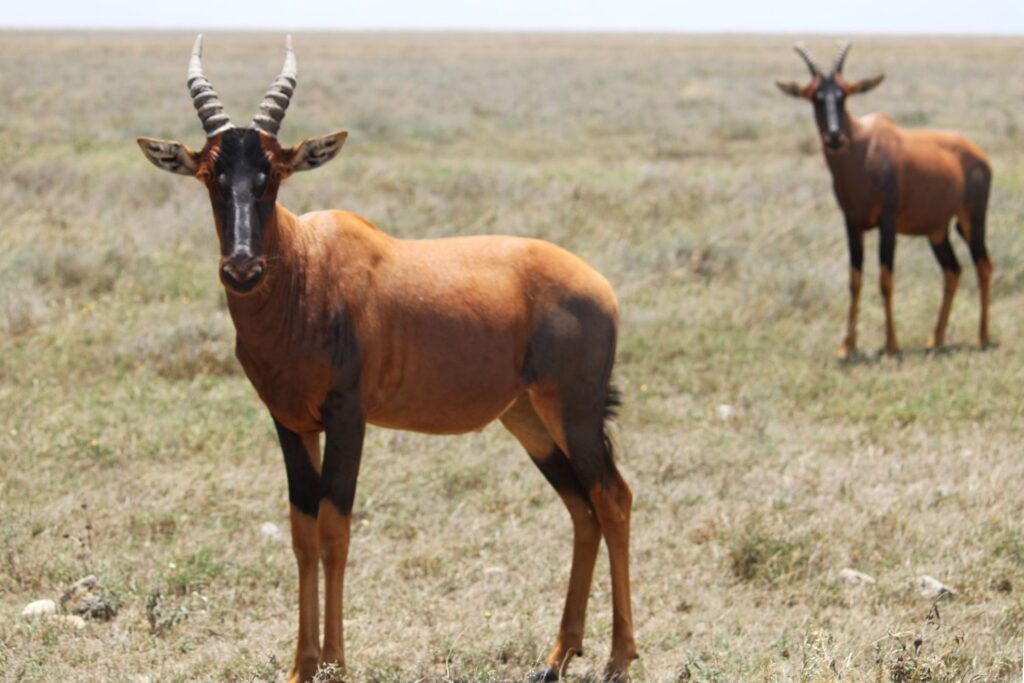 Serengeti National Park - A Complete Planning Guide