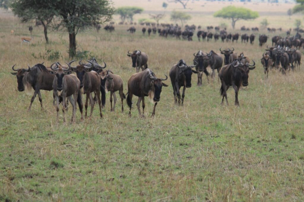 Serengeti National Park - A Complete Planning Guide